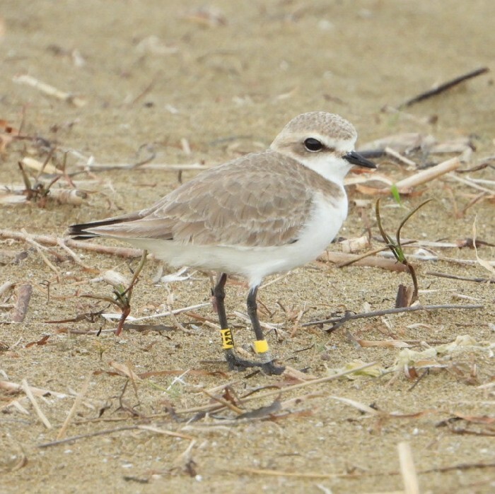 Il Ritorno di AZD :: spiaggia del fratino